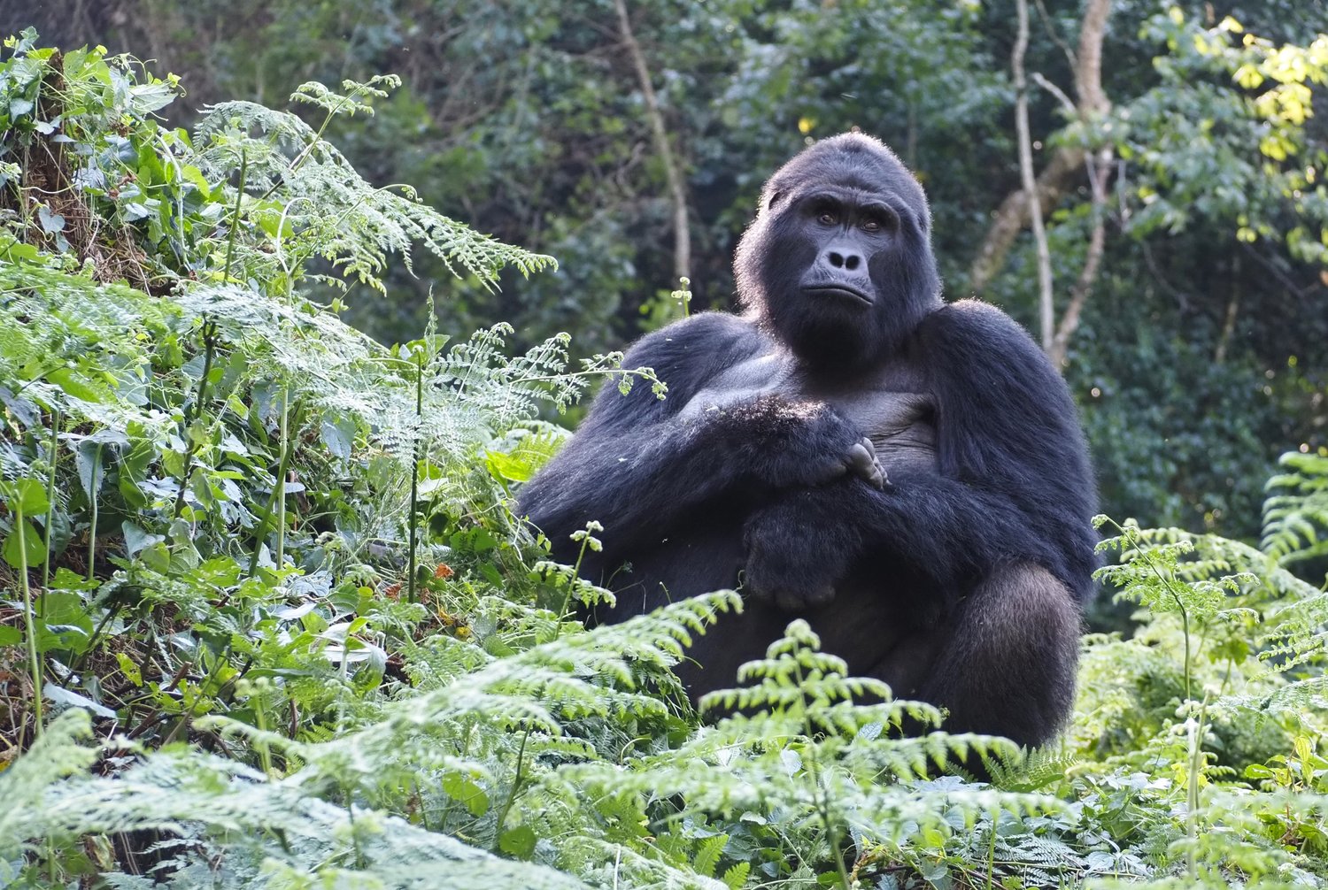 Mutanda Lake Resort | Brilliant Uganda